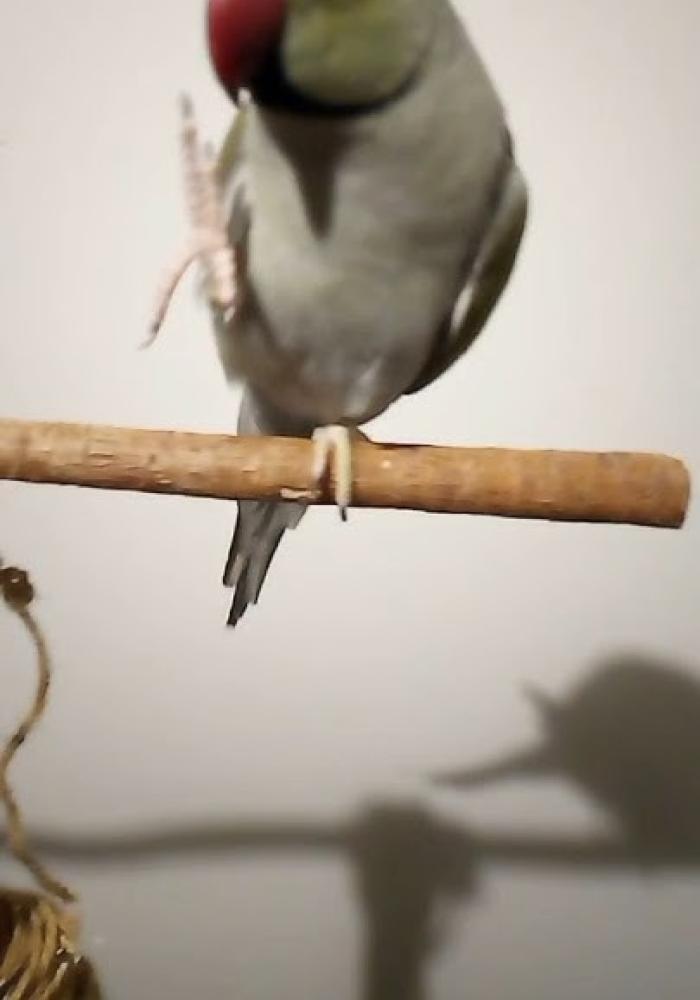 BirdTricks TTS Computer AI Voice Soundboard