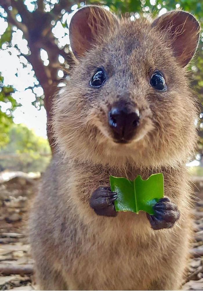 Quokka The Happiest Animal In The World TTS Computer AI Voice...