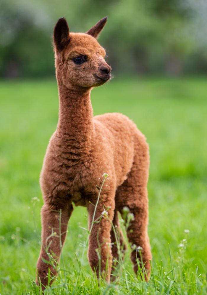 💬 Alpaca Soundboard