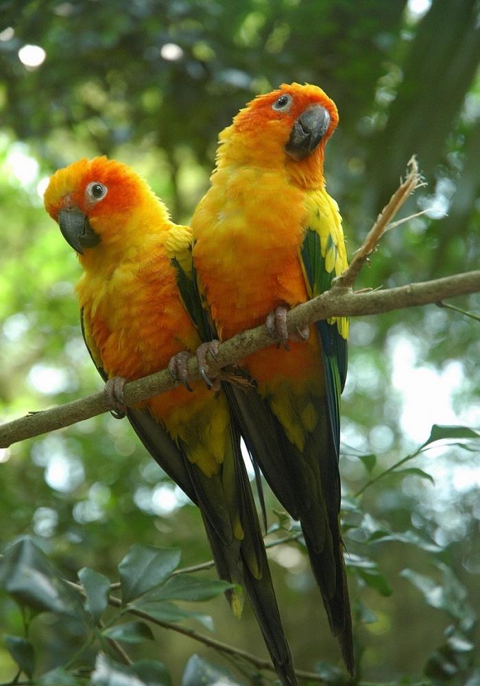 Lucy the Sun Conure TTS Computer AI Voice Soundboard