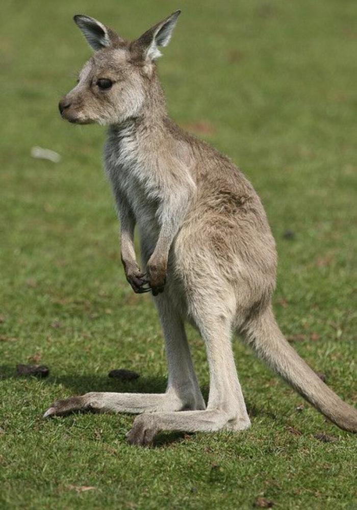 Kangaroo TTS Computer AI Voice Soundboard