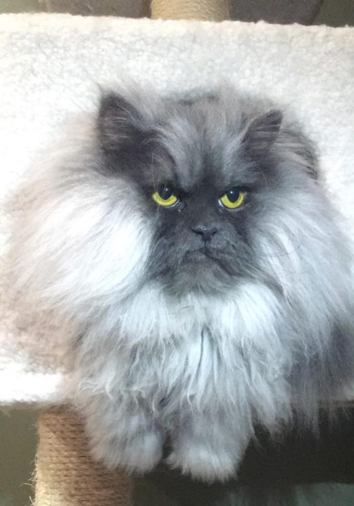 Juno The Angry Cat TTS Computer AI Voice Soundboard