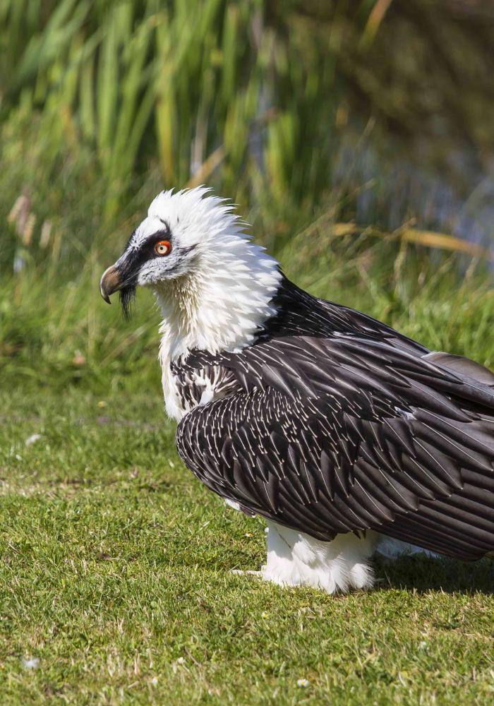 Vulture Sounds