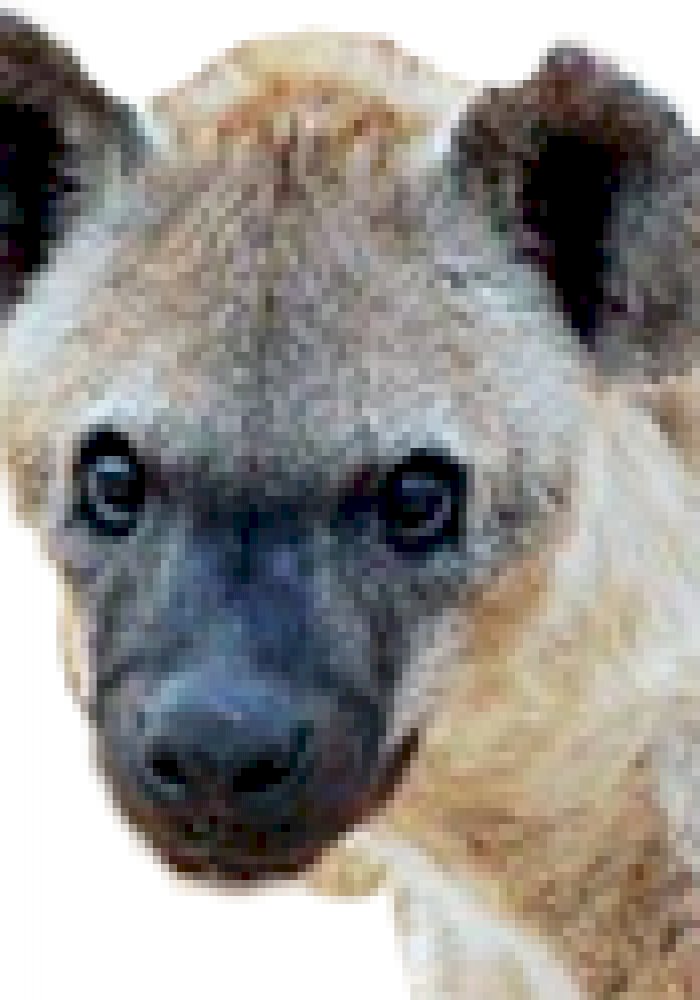 💬 Hyena Sounds