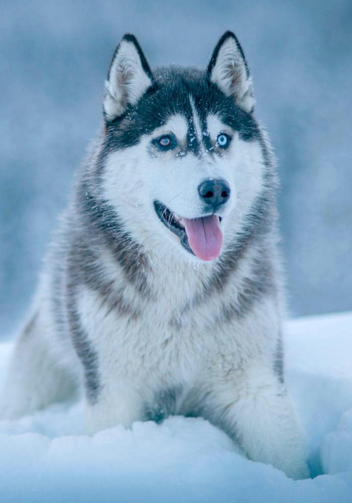 💬 Snow Dogs