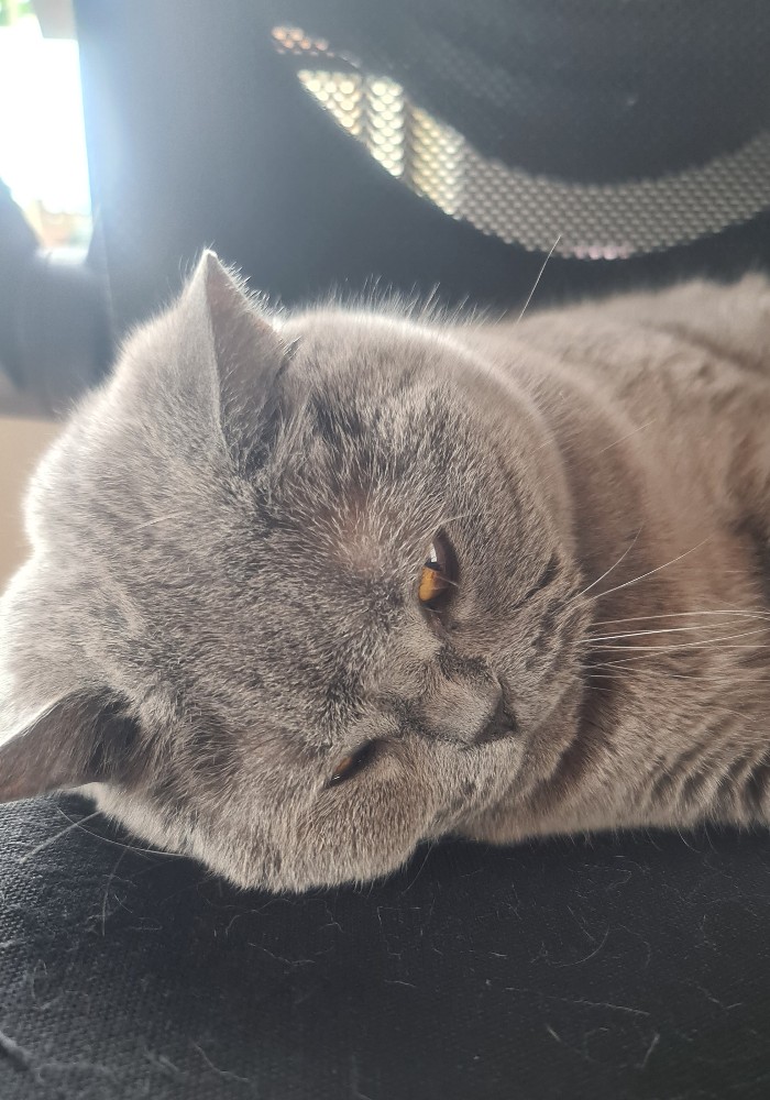 Issa The Cat TTS Computer AI Voice Soundboard