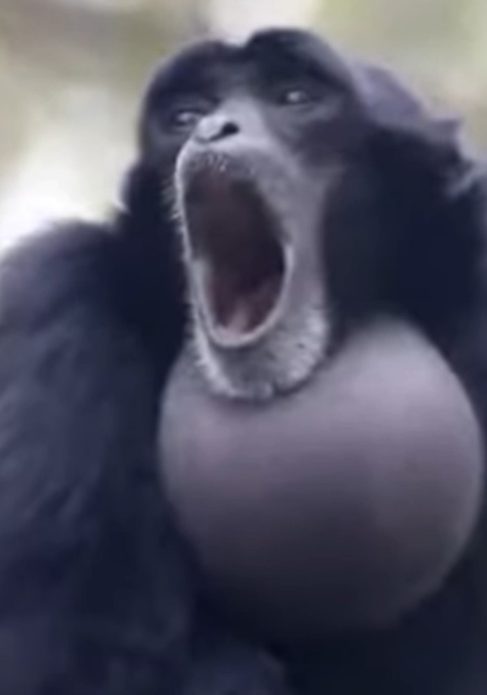 💬 Screaming Gibbon Monkey