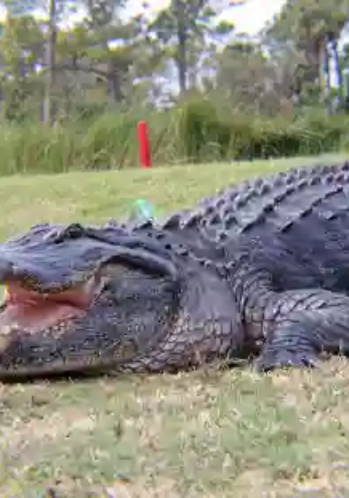 Mr. Gator (Mario And Luigi Show) TTS Computer AI Voice Soundboard