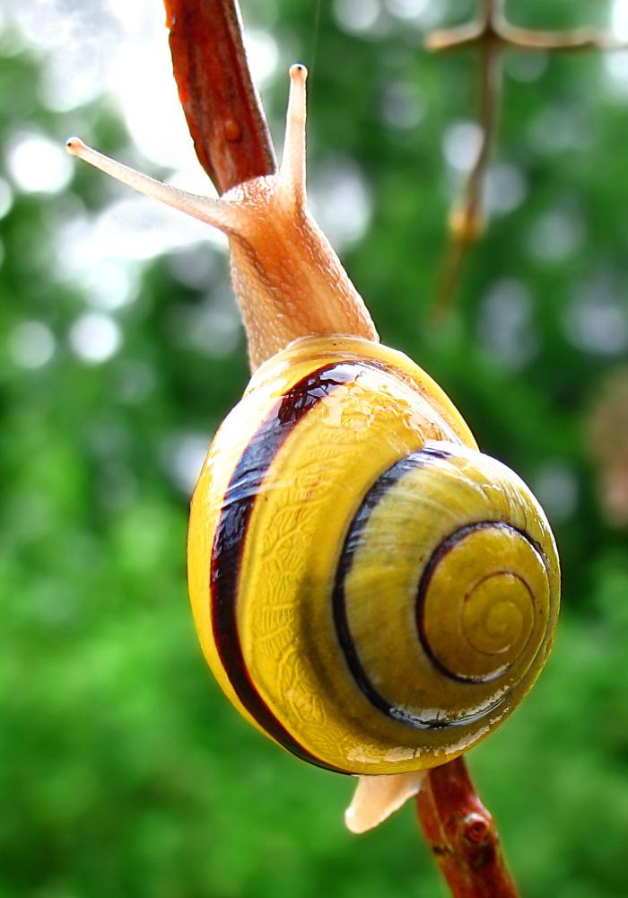 💬 Snail Soundboard