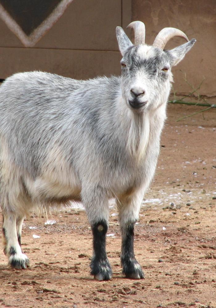 Goat Soundboard