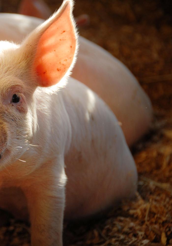 💬 Pigs Soundboard