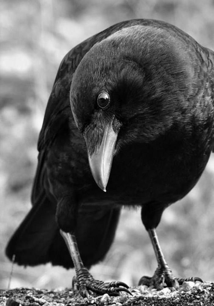 Crows Soundboard