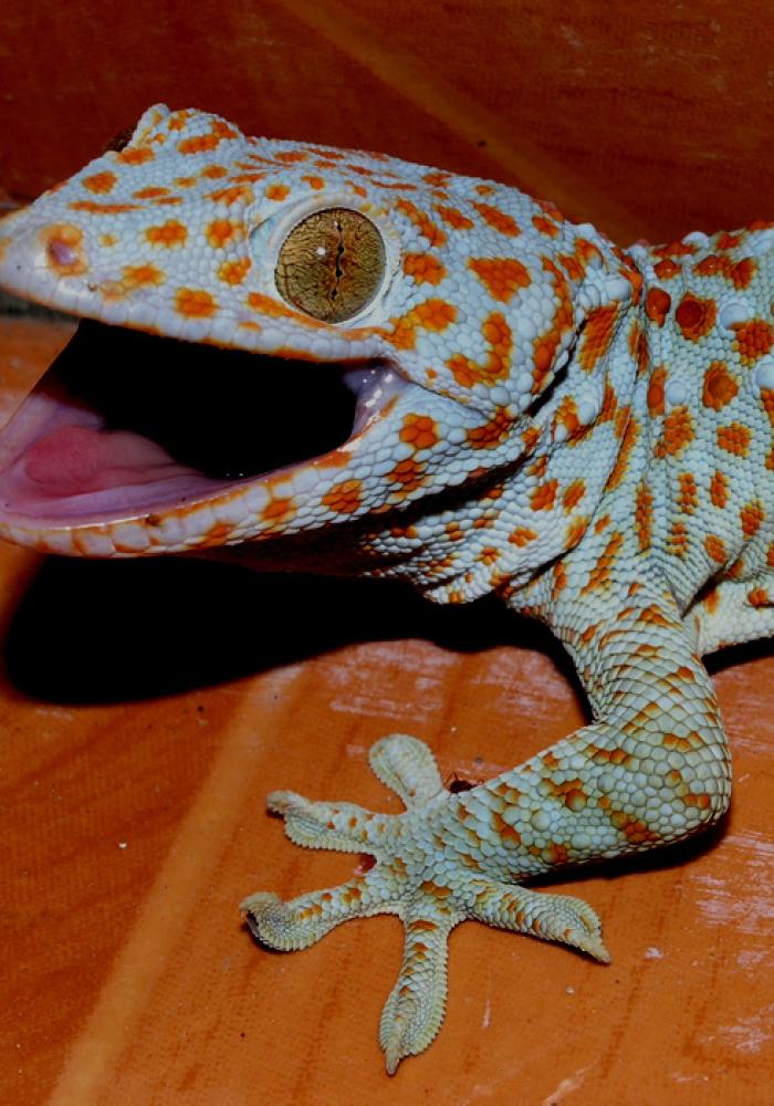 💬 Gecko Soundboard