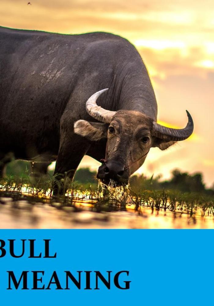 Dreamy Bull Soundboard