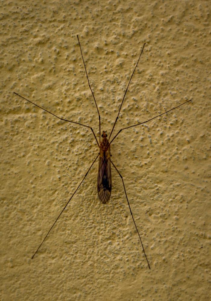 💬 Mosquito Soundboard