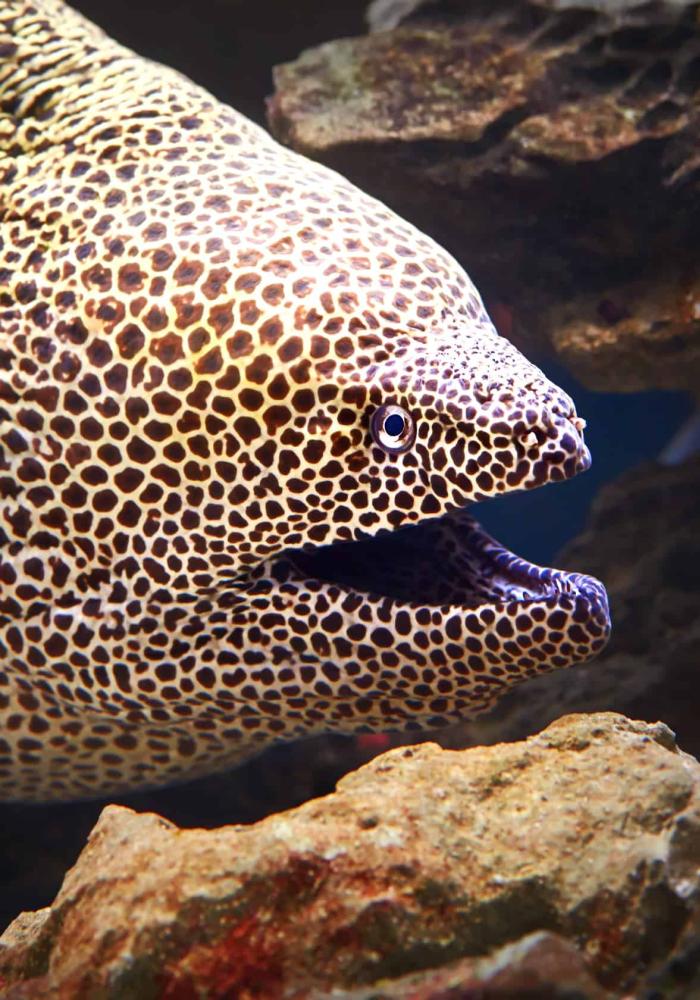 💬 Eel Soundboard