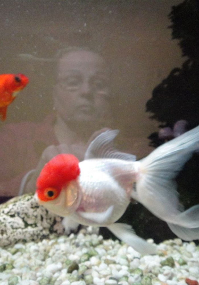 💬 Goldfish Advert Music