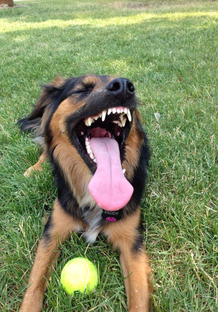 💬 Dog Laugh Soundboard