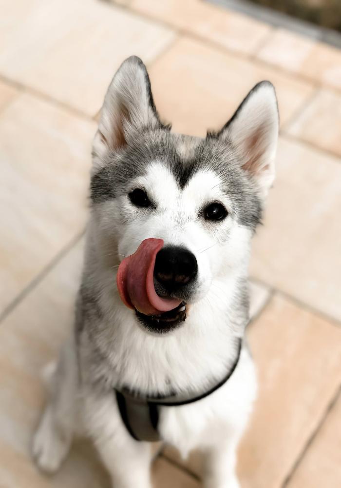 💬 Hund Soundboard