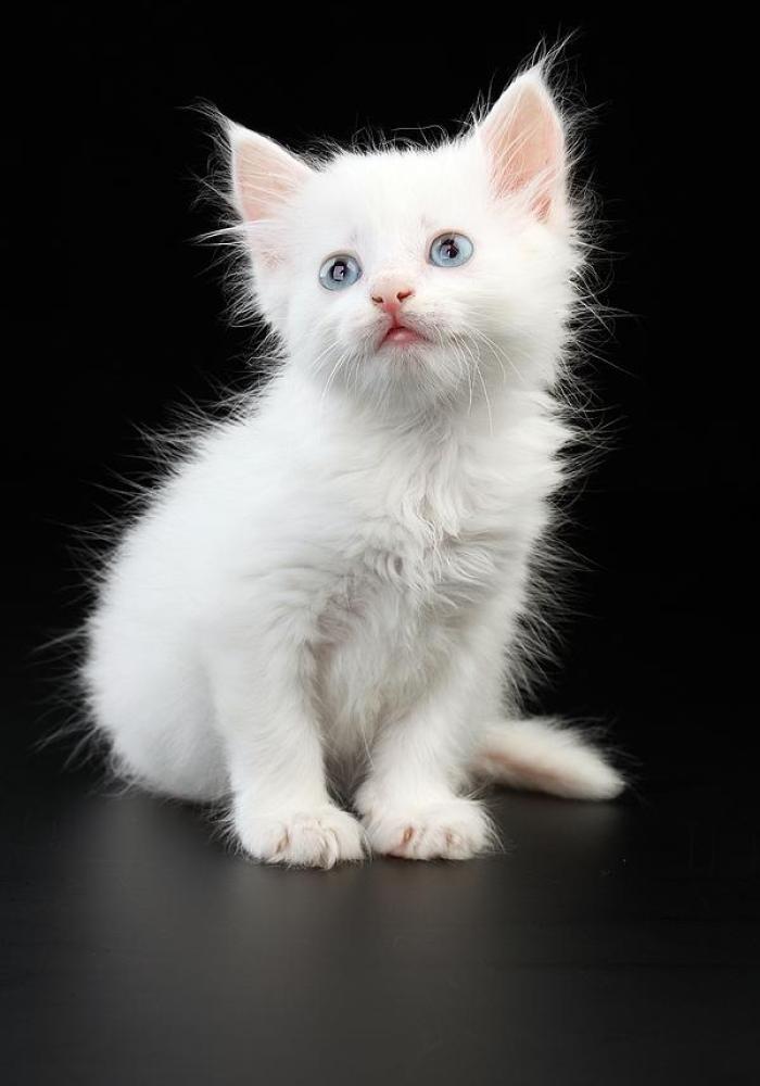 💬 Little Cat Soundboard