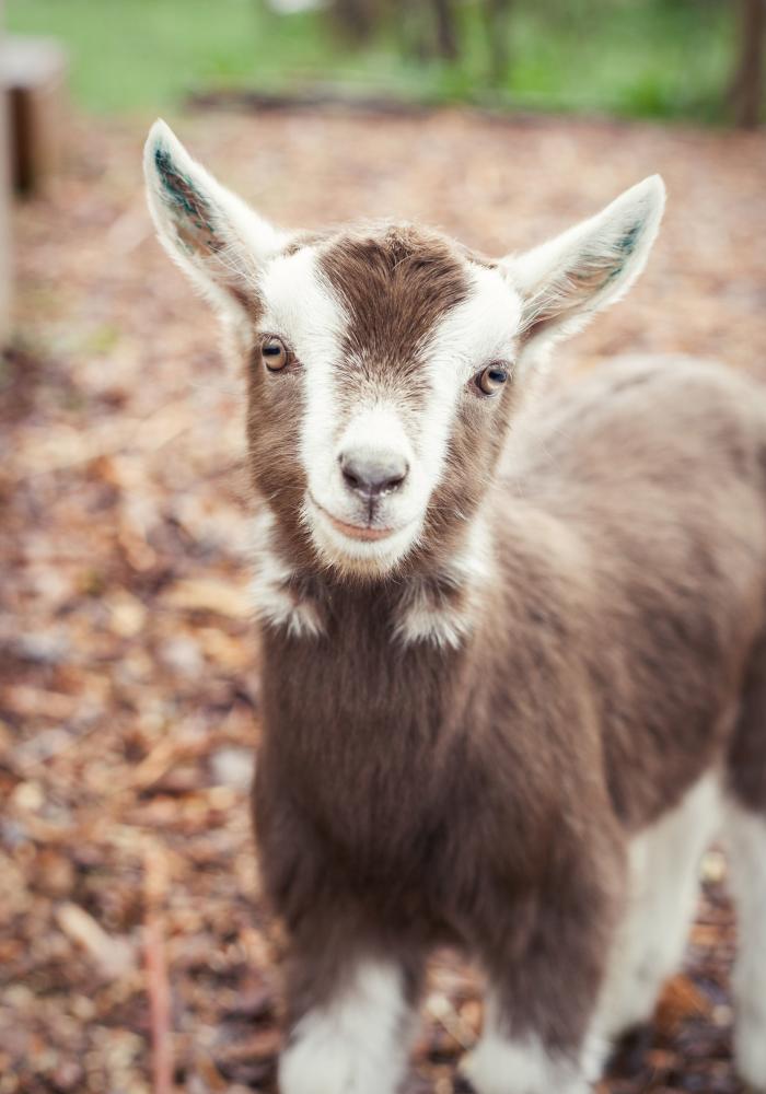 💬 The Goat Soundboard