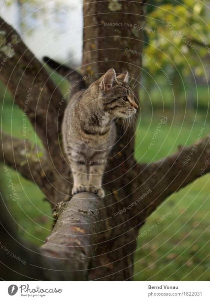💬 Katze Katze Soundboard