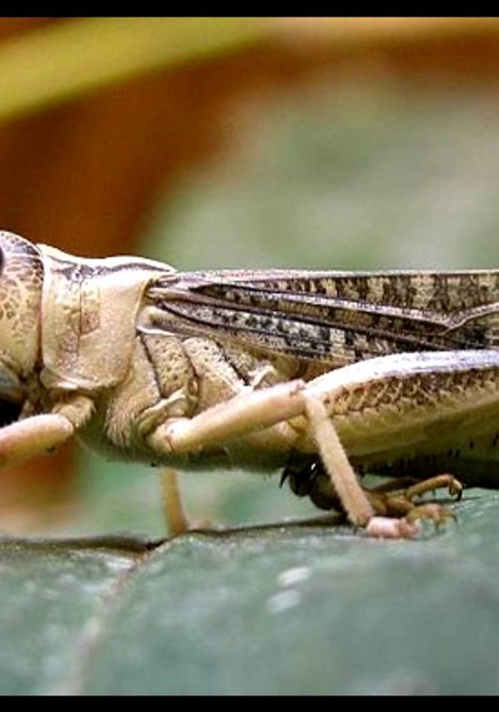 💬 Crickets Soundboard