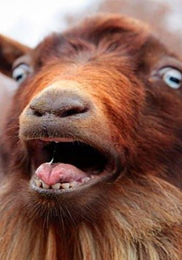 💬 Screaming Goats Soundboard