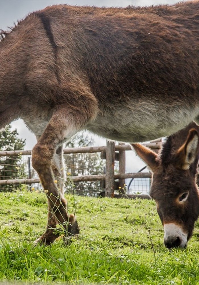 💬 Donkey Sounds