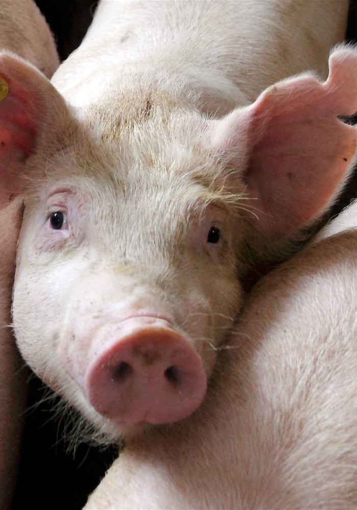 Pig Sounds Soundboard
