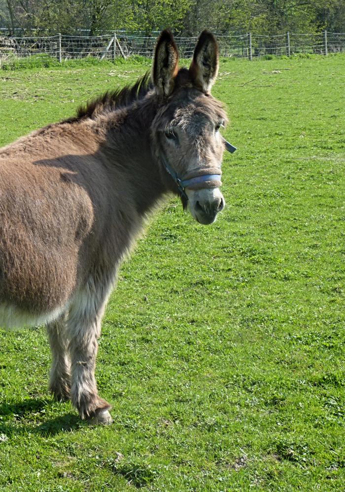 Donkey HD TTS Computer AI Voice Soundboard