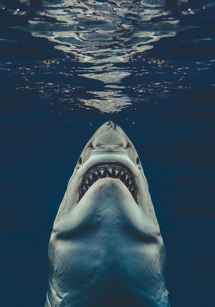 💬 Shark SFX