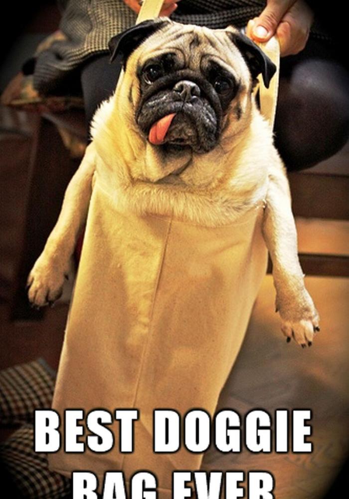💬 Pug SFX