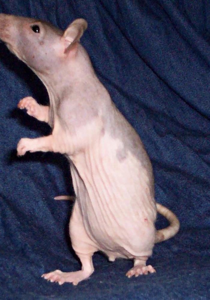 💬 Rat SFX