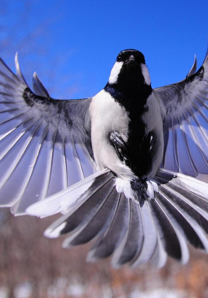 💬 Flapping-Wings SFX