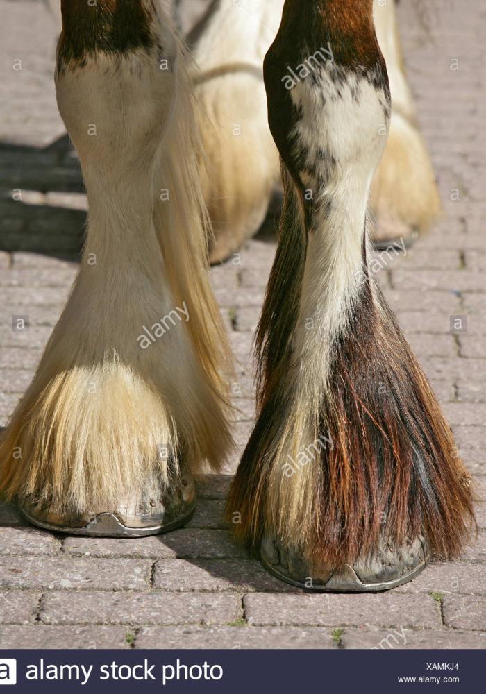 💬 Horse-Hooves SFX