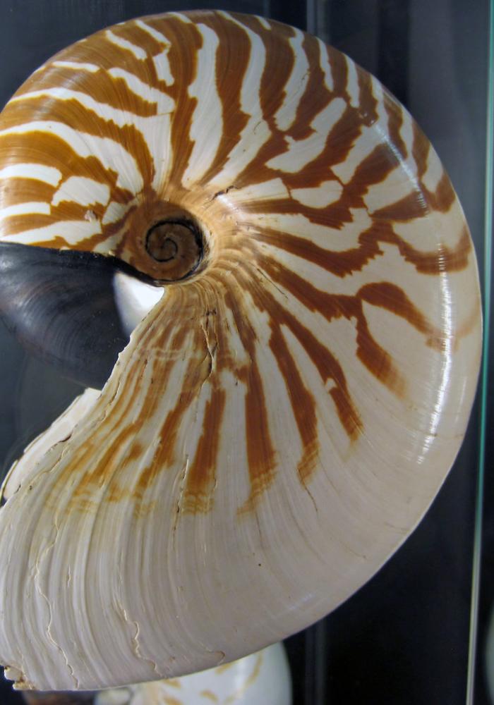 💬 Nautilus SFX