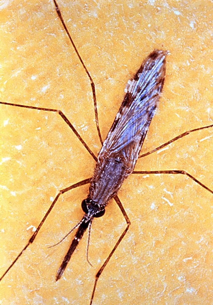 Mosquito (Insect) HiFi TTS Computer AI Voice Soundboard