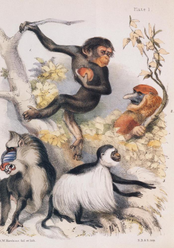 💬 Primate SFX Library