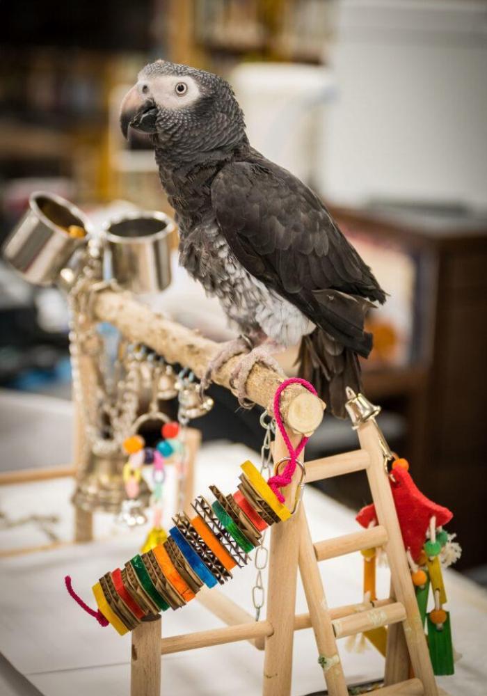💬 Parrot SFX Library