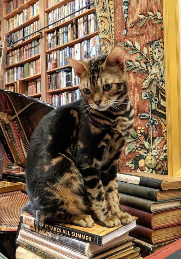 Cat SFX Library Soundboard