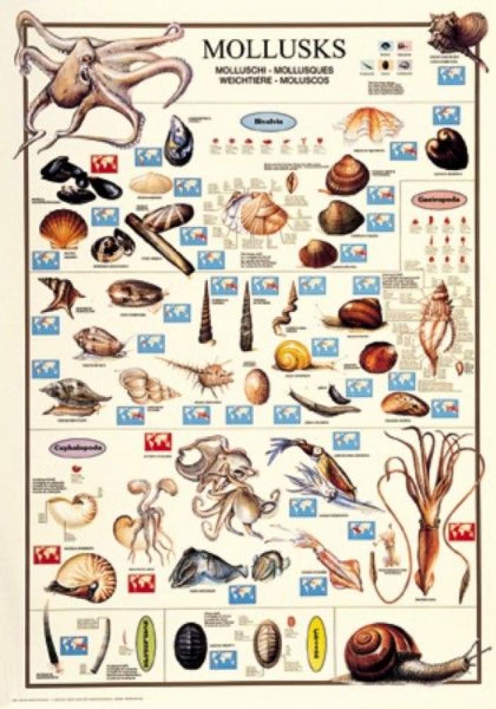 💬 Mollusk Creature SFX Library