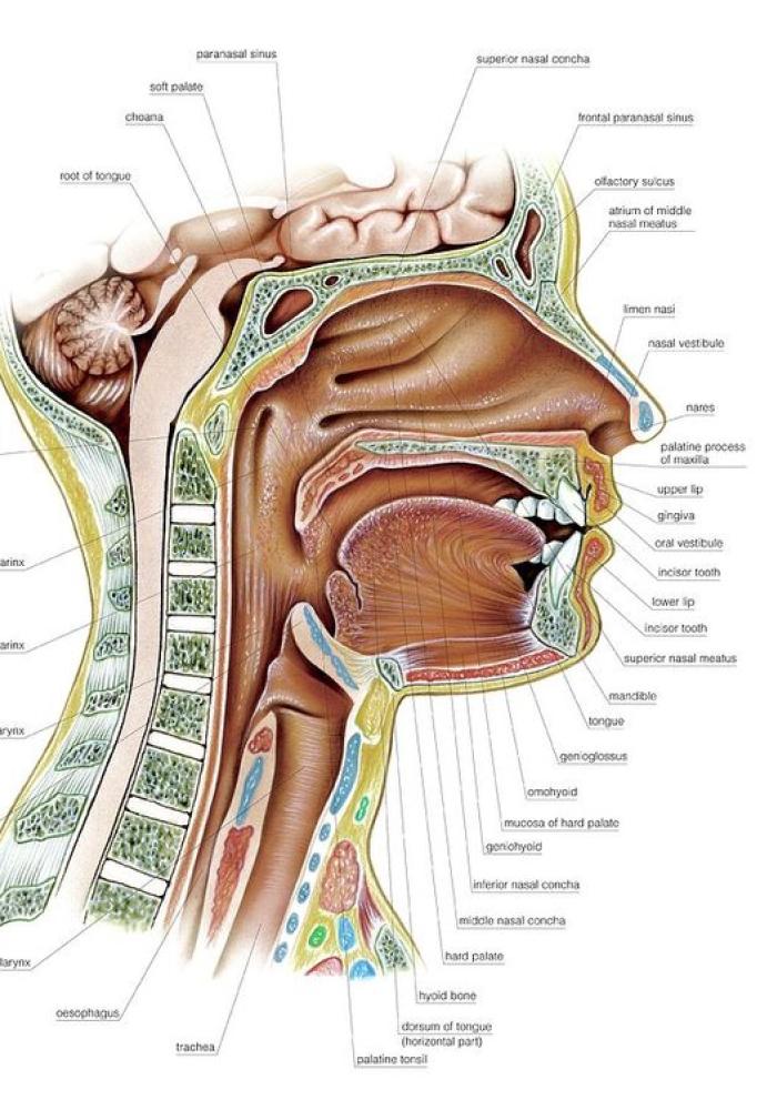 💬 Human mouth SFX Library