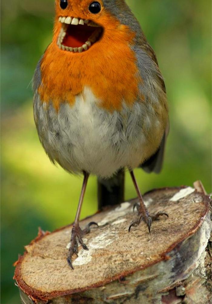 💬 Birds chirping SFX Library