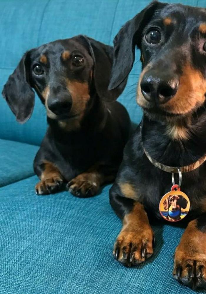 Oakley (Crusoe the Dachshund) TTS Computer AI Voice Soundboard