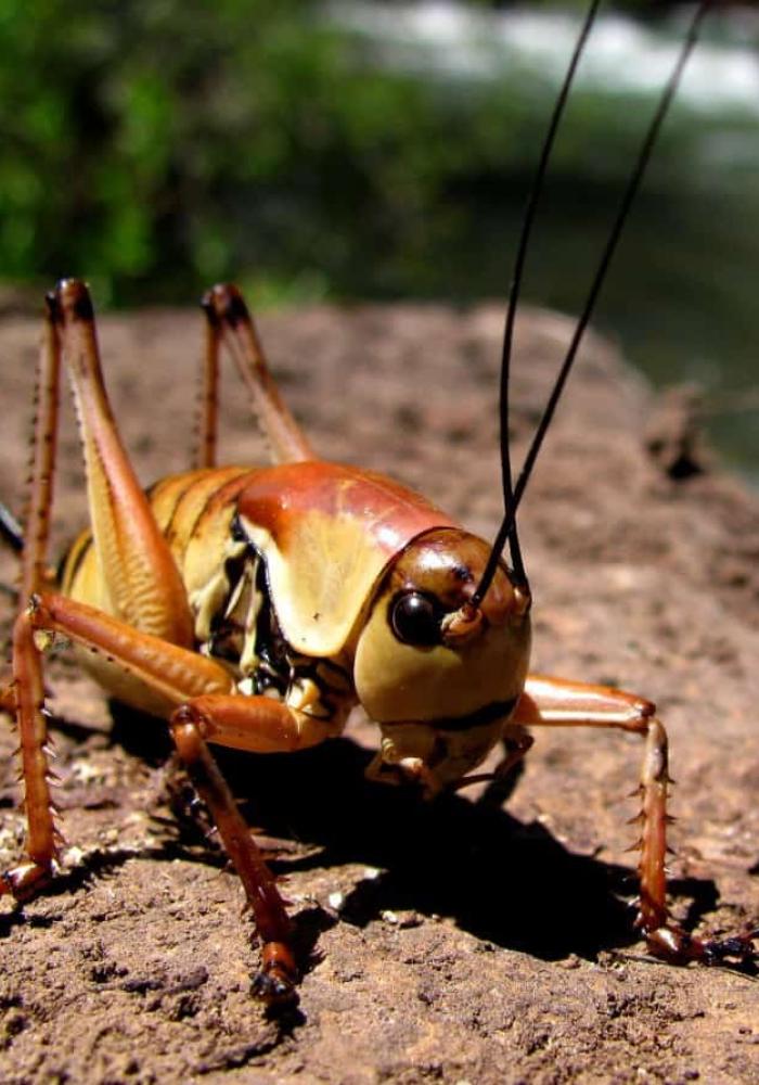 💬 Crickets Collection