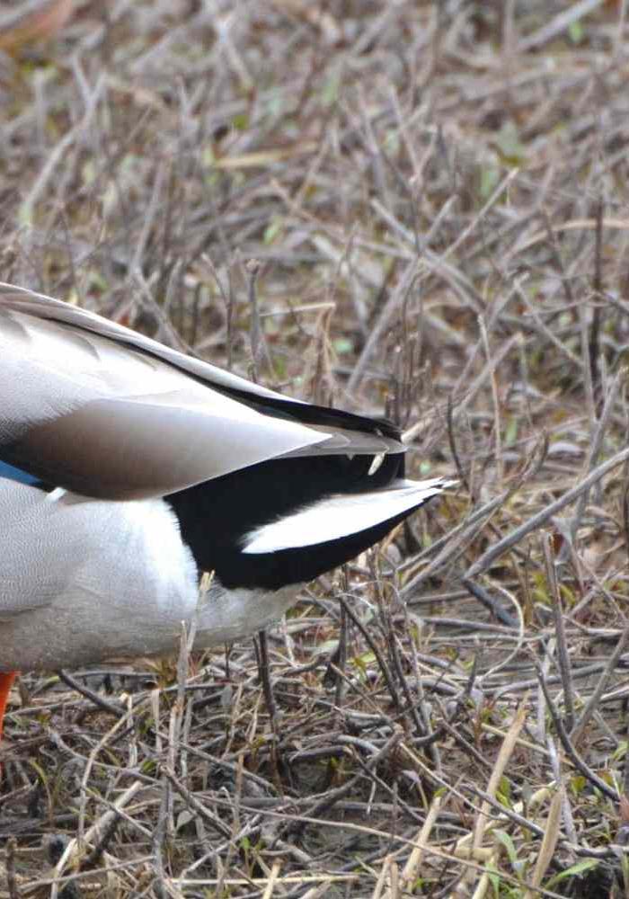 💬 Mallard Collection