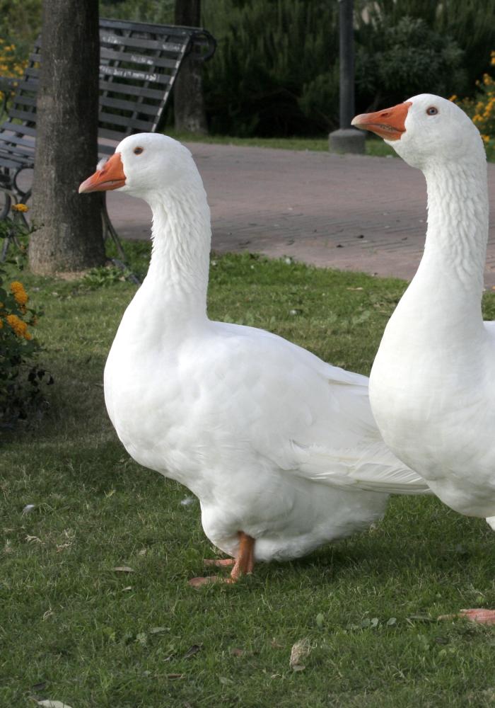 💬 Geese Collection