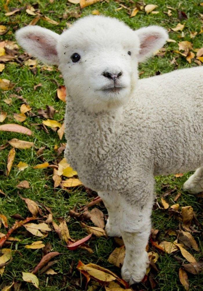 💬 Lamb Collection