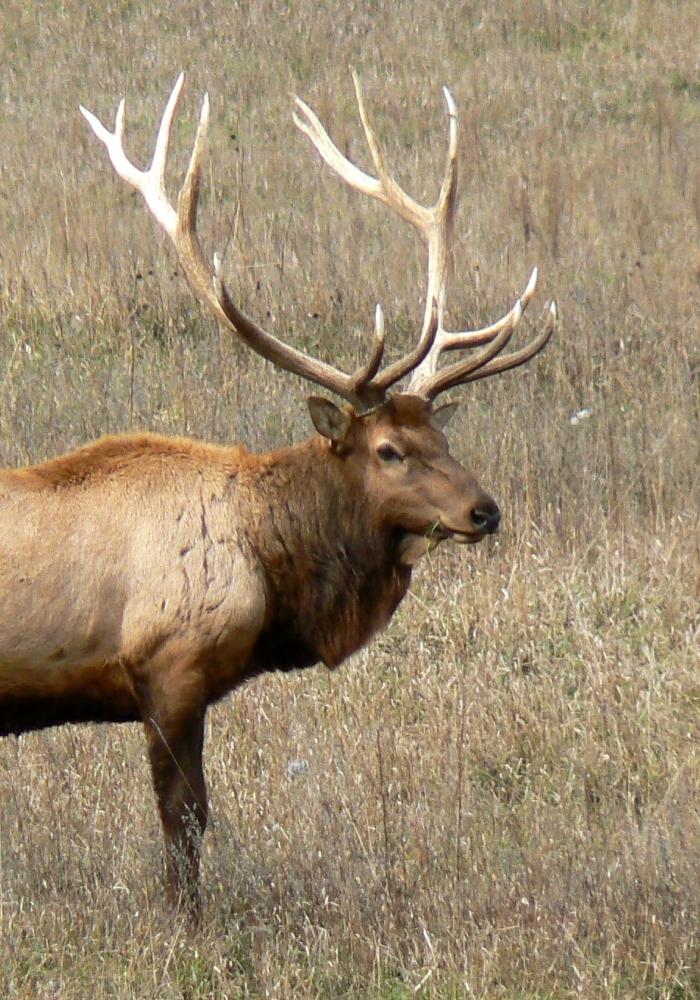 💬 Elk Collection